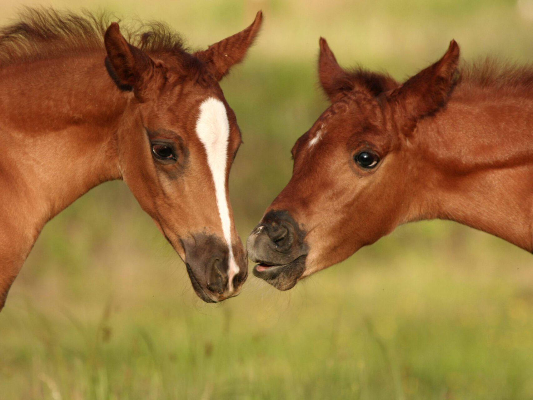 5 Steps to Foal Care & Maintenance: TEVC